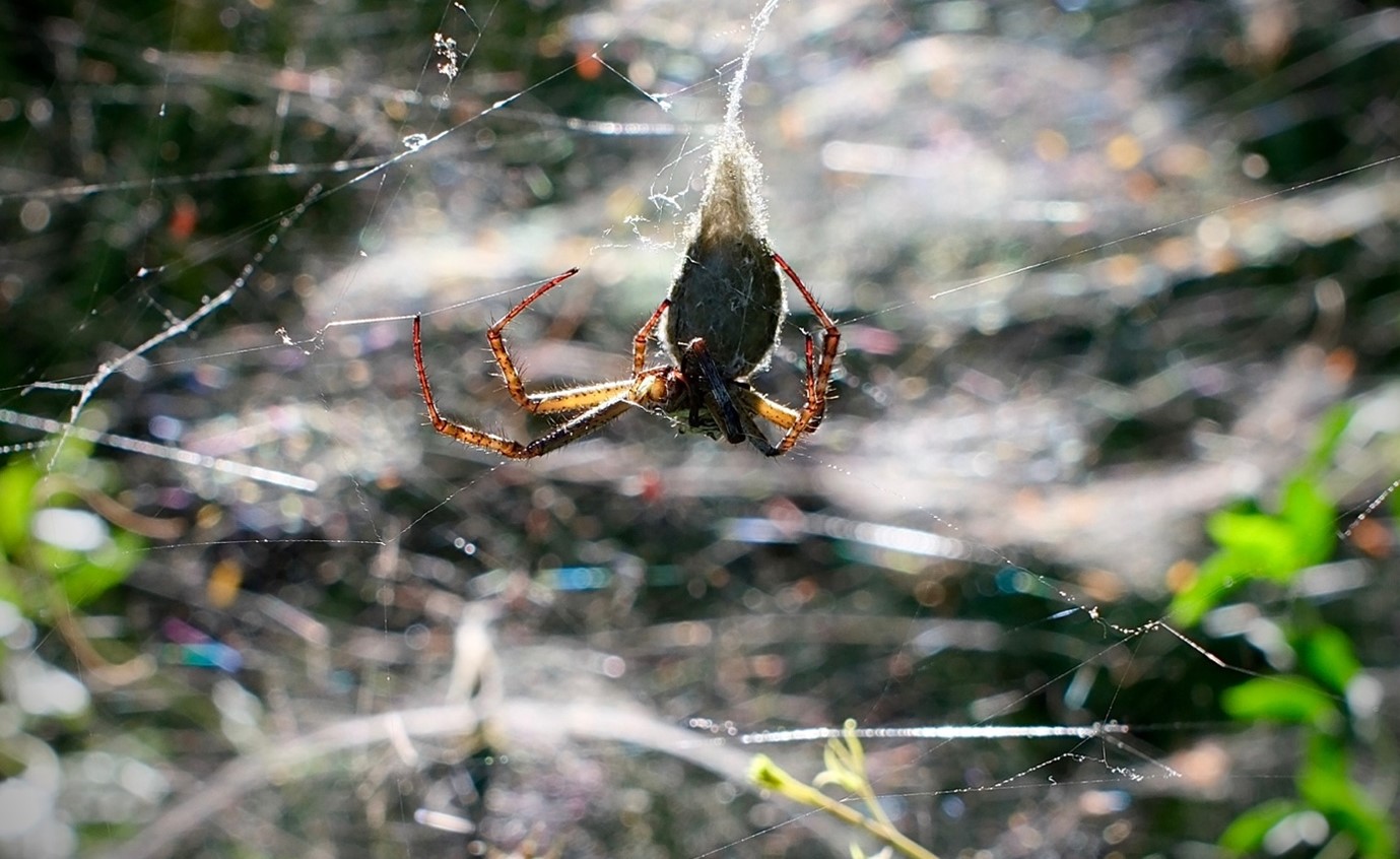 Grooming Tactics - SAMSN Survivors & Mates Support Network